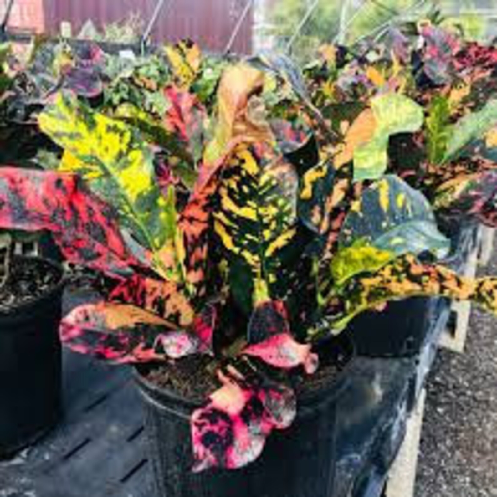 Croton Magnificent - Etsy