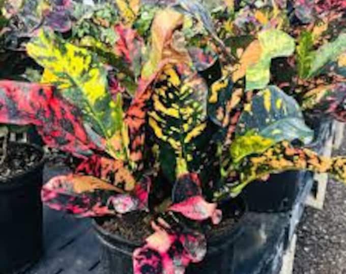 Croton Magnificent - Etsy