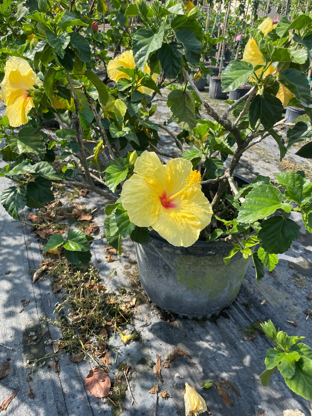 Hula Hibiscus Plant - Etsy