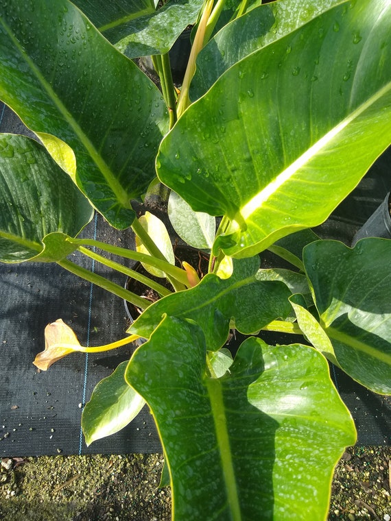 Philodendron Green Congo