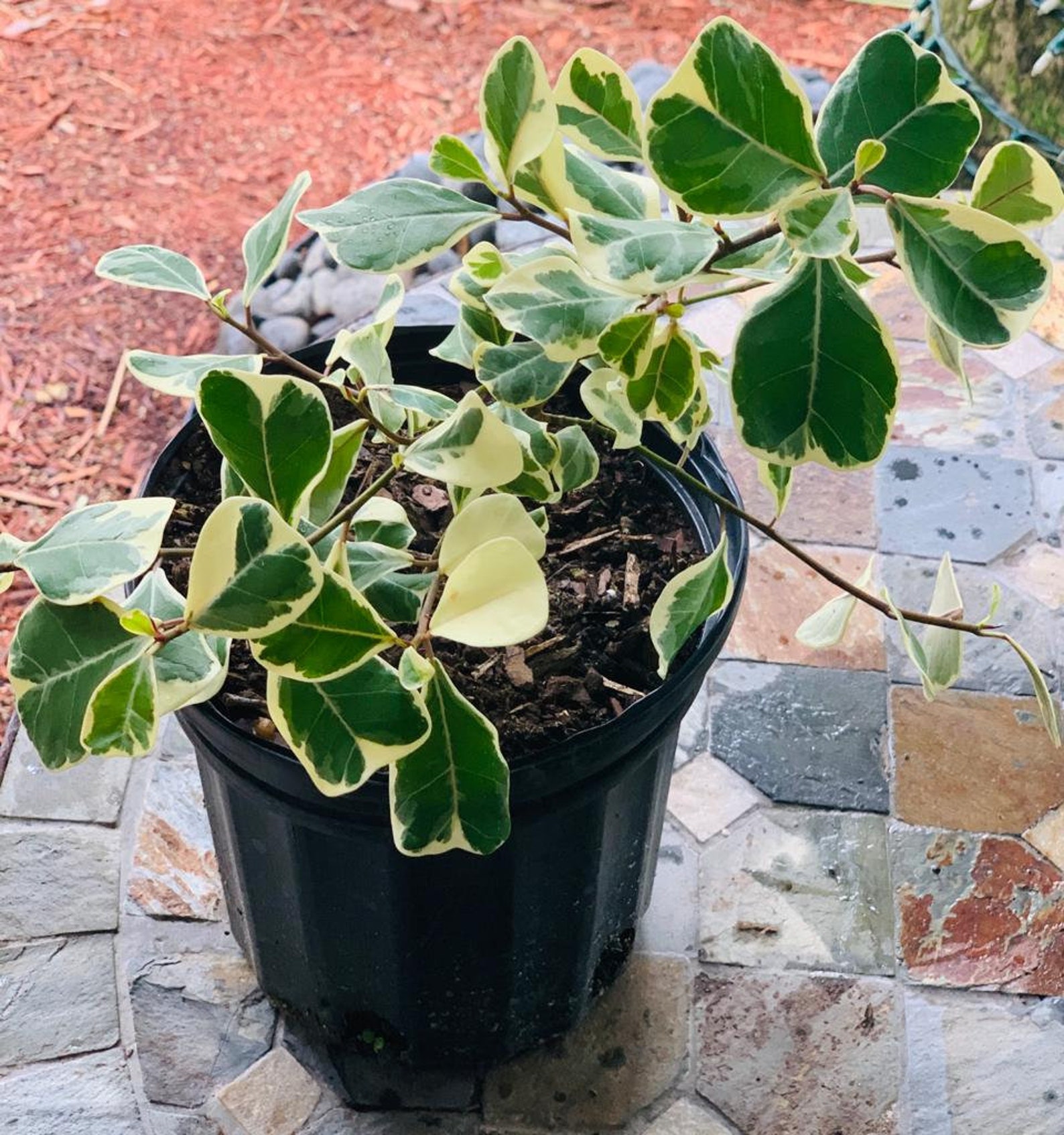 Variegated Ficus Triangularis - Etsy
