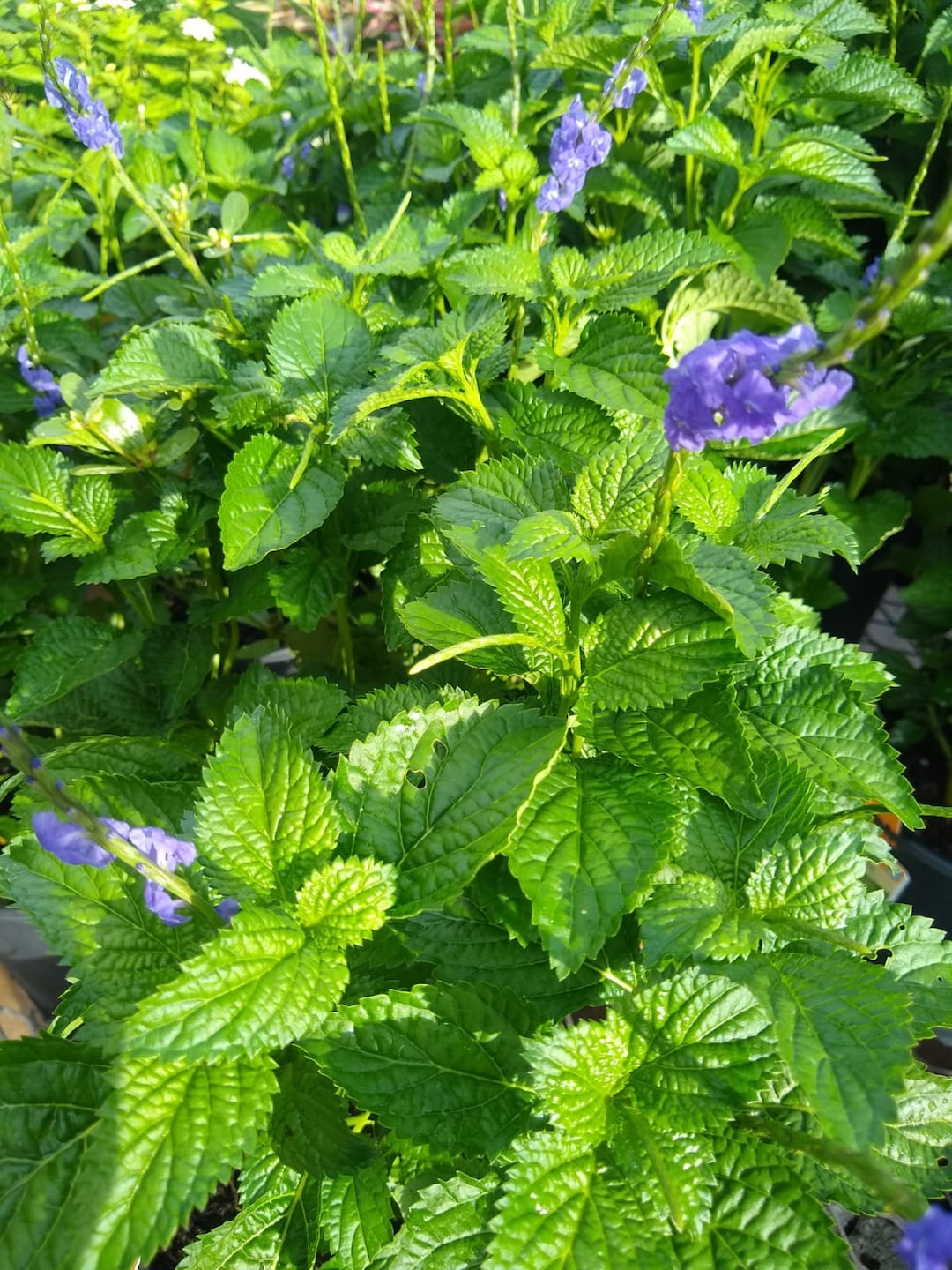 Purple Potterweed (stachytarpheta Sp) - Etsy