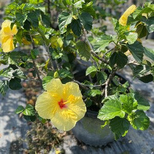 Hula Hibiscus Plant - Etsy