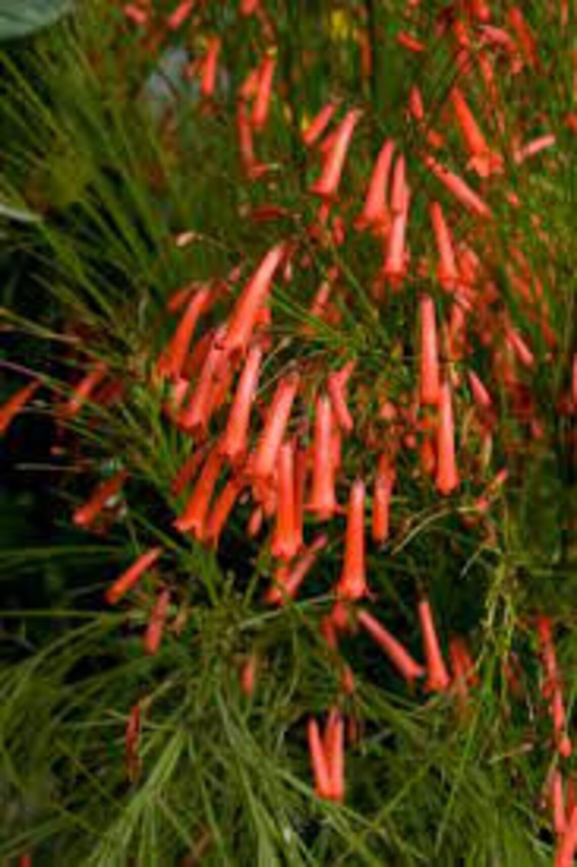 10 Red Firecracker Plants free Shipping - Etsy
