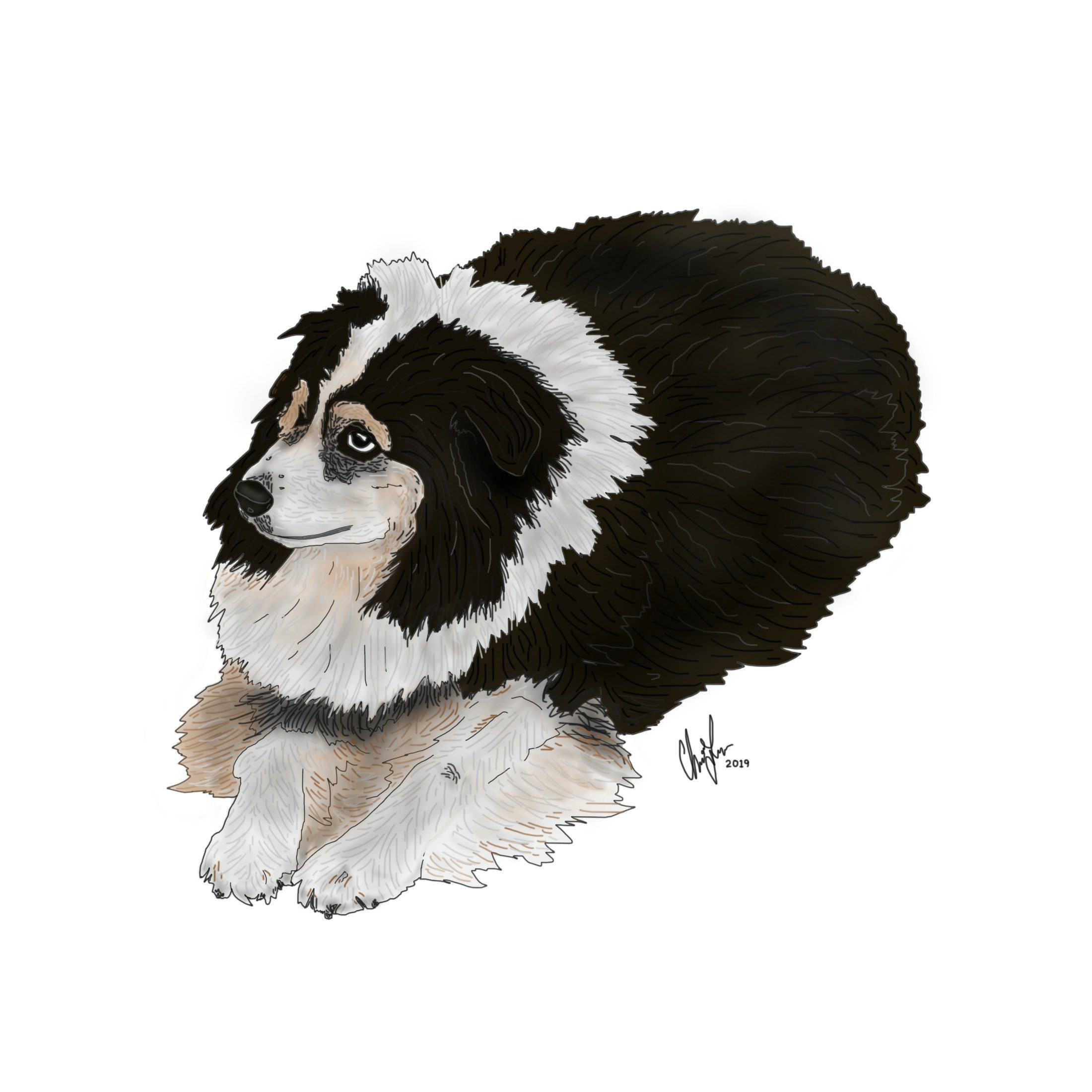 Australian Shepherd Drawing PRINTABLE ART Cute Dog Portrait Minimalist ...