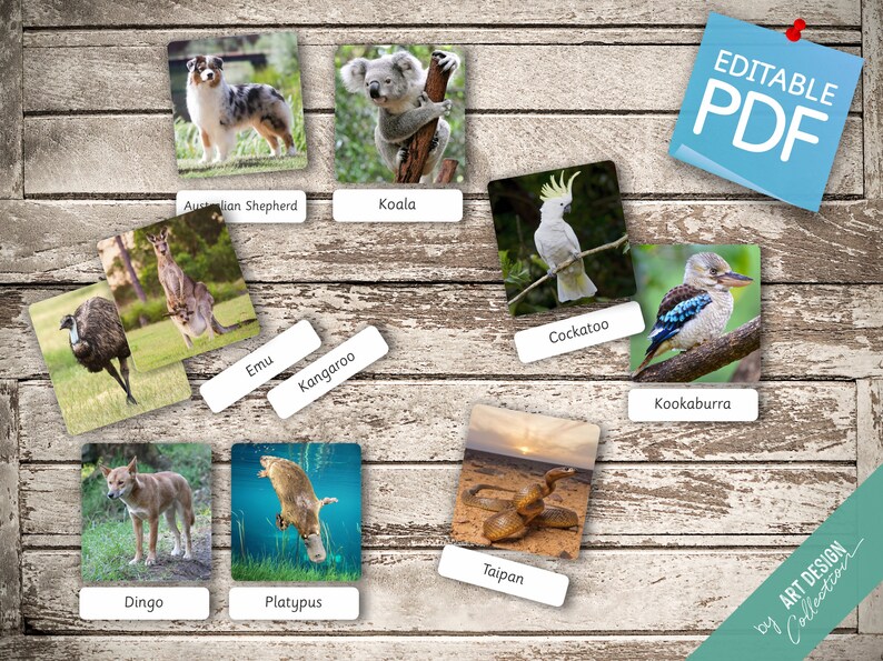 AUSTRALIAN ANIMALS 32 Editable Montessori Cards Flash - Etsy