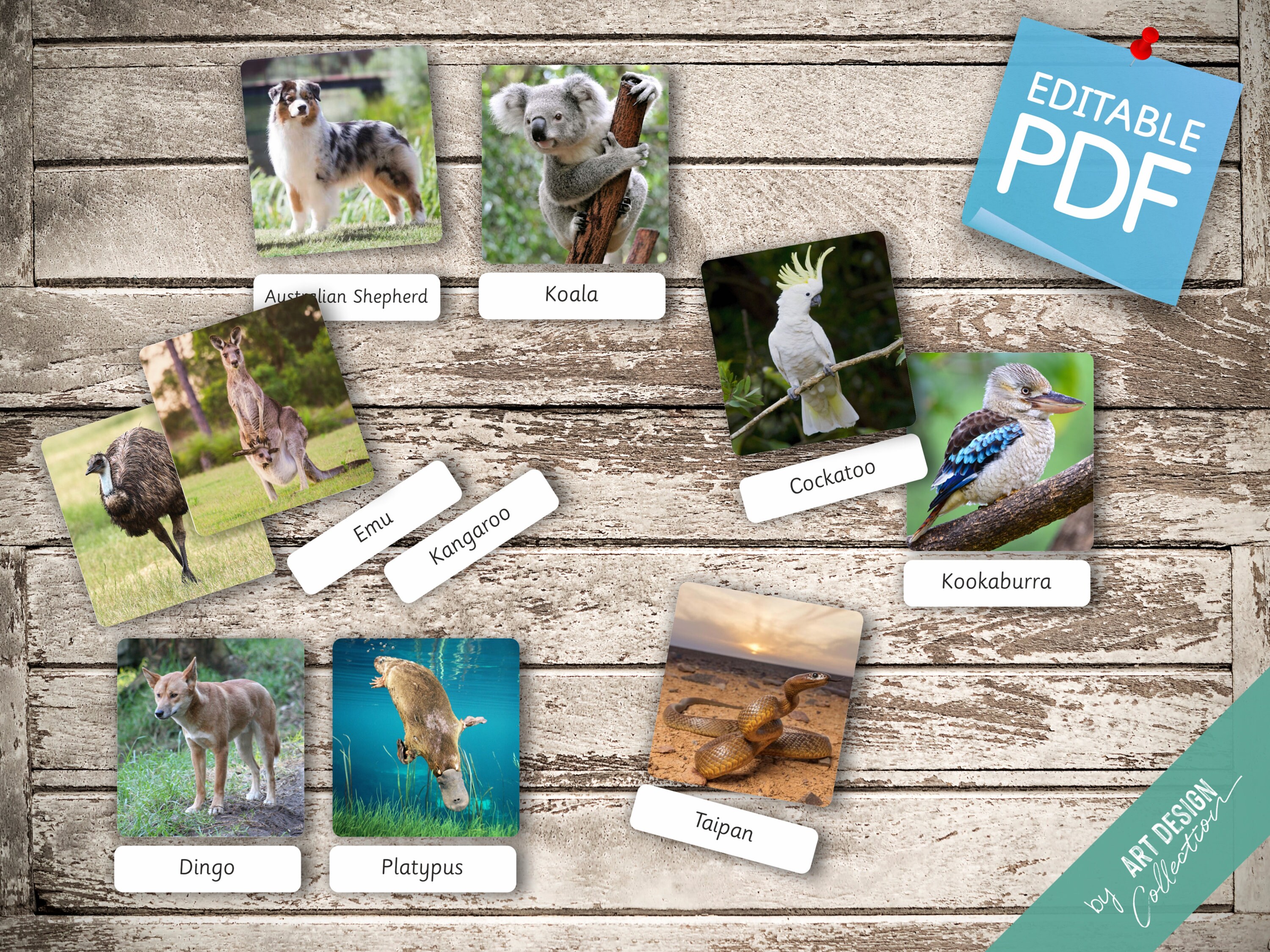 AUSTRALIAN ANIMALS 32 Editable Montessori Cards Flash - Etsy