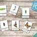 LIFE CYCLE of a BUTTERFLY 7 Montessori Cards Flash Cards Nomenclature ...