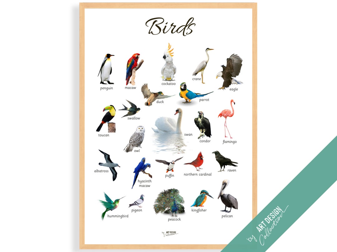 BIRDS POSTER • Montessori Poster • Montessori Educational Homeschooling ...