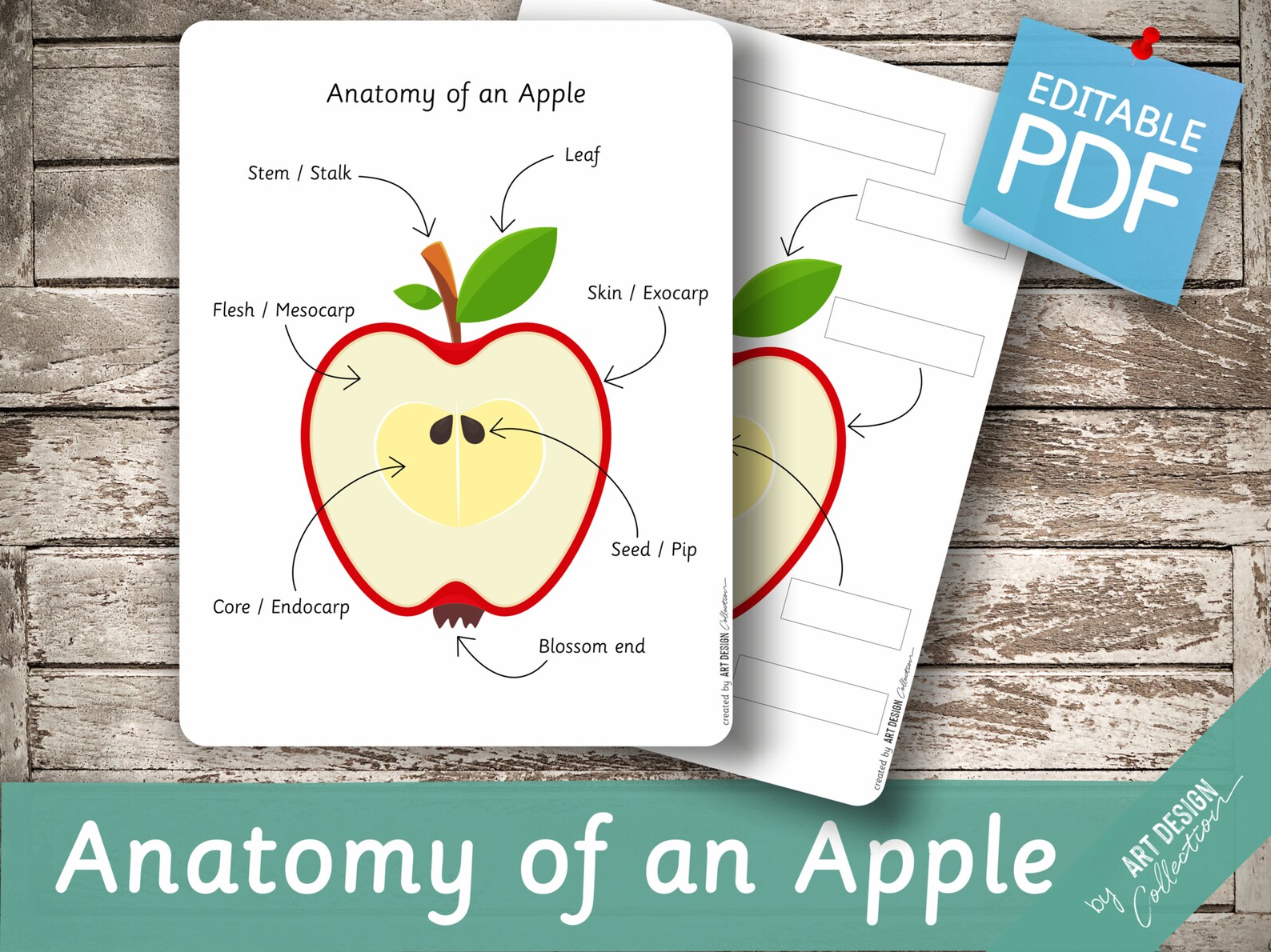 ANATOMY of an APPLE • Editable Pdf Letter Size Montessori Cards ...