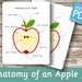 APPLE LIFE CYCLE 10 Montessori Cards Large Size A1 Flash Cards ...