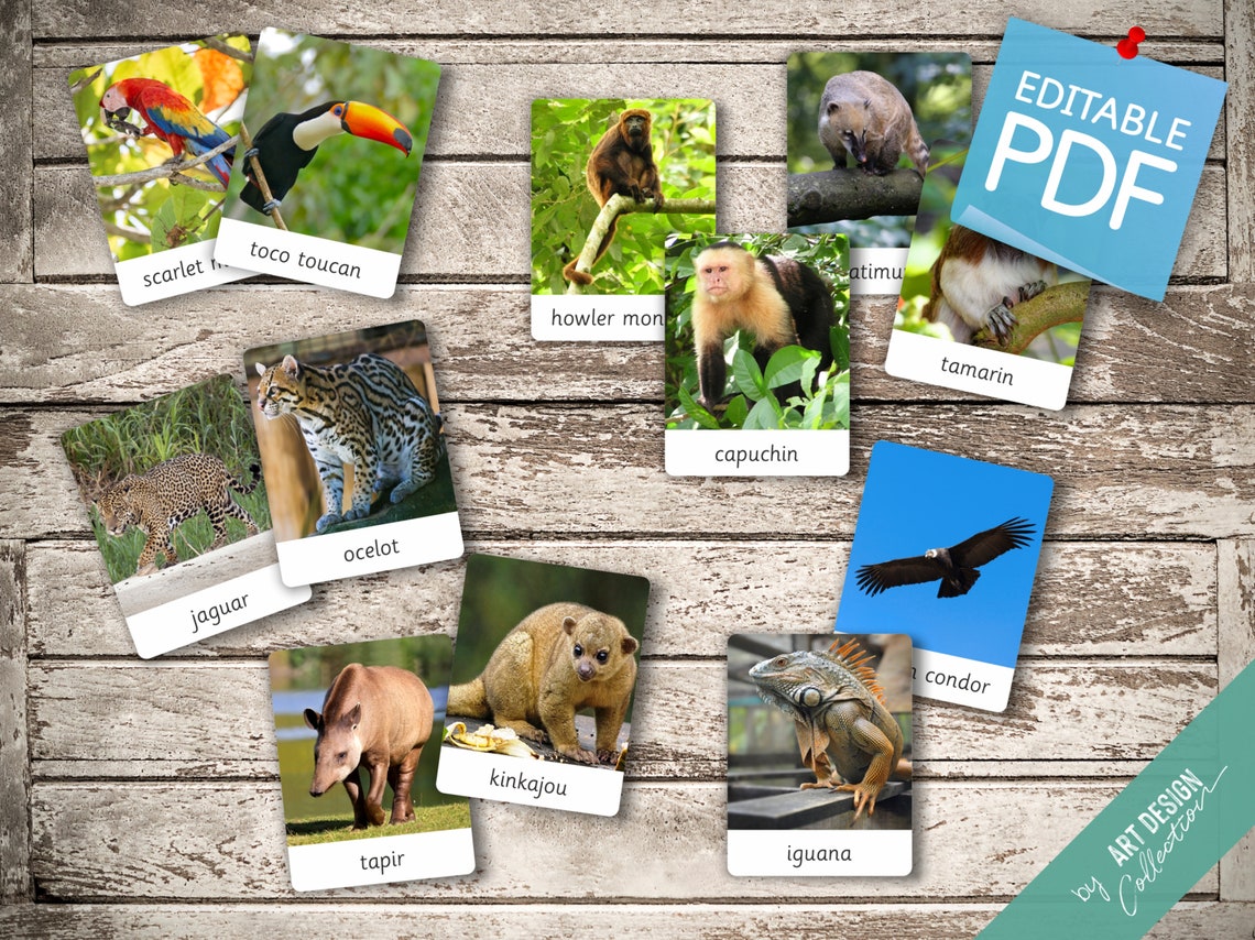 SOUTH AMERICA ANIMALS 28 Editable Montessori Cards Flash - Etsy