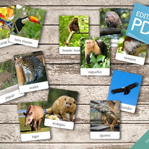 SOUTH AMERICA ANIMALS • 28 Editable Montessori Cards • Flash Cards ...
