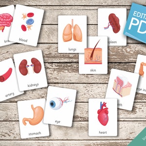 Human Organs • 18 Editable Montessori Cards • Flash Cards Nomenclature ...