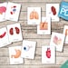 Human Organs 18 Editable Montessori Cards Flash Cards Nomenclature ...