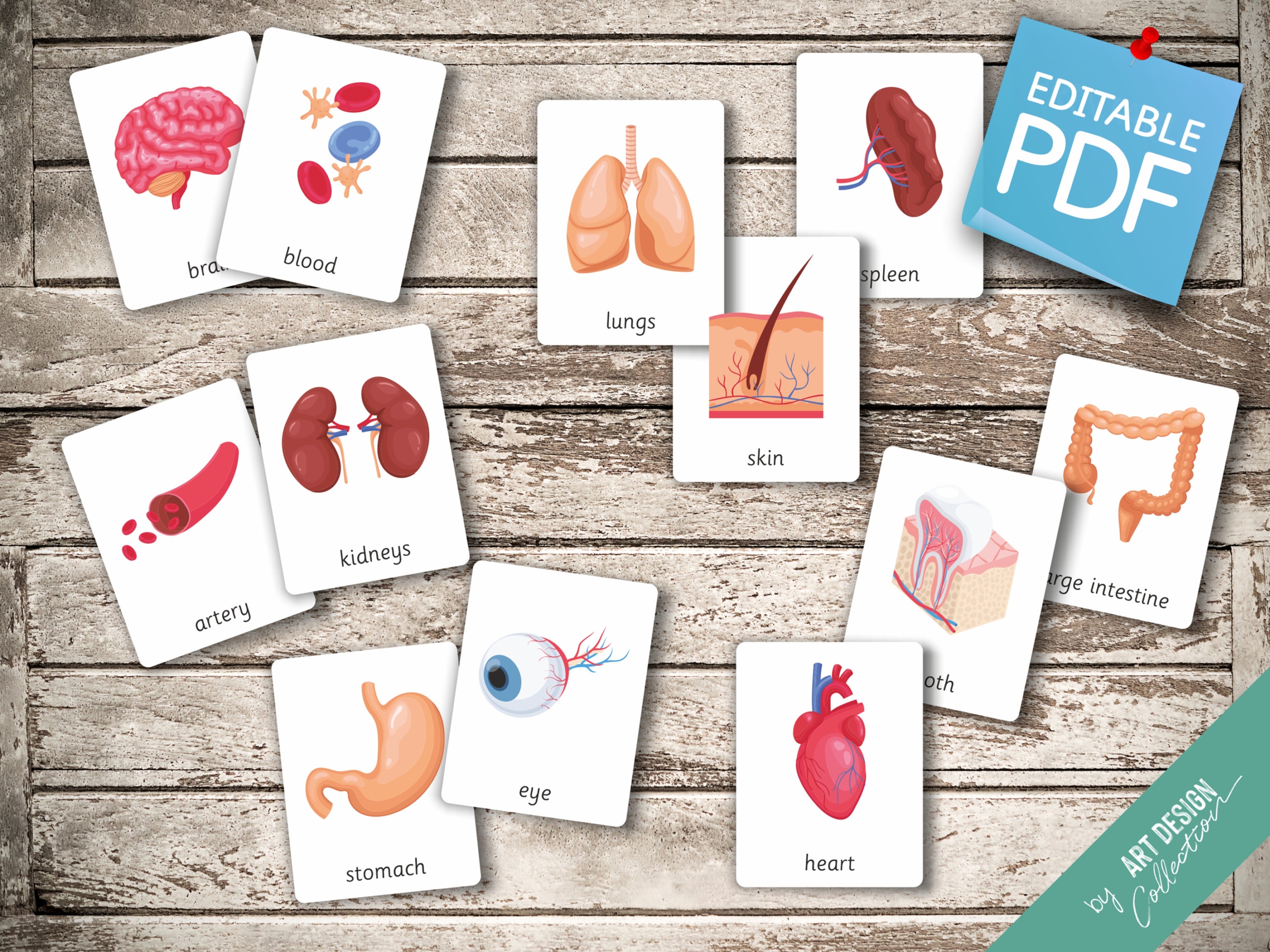 Human Organs 18 Editable Montessori Cards Flash Cards | Etsy New Zealand
