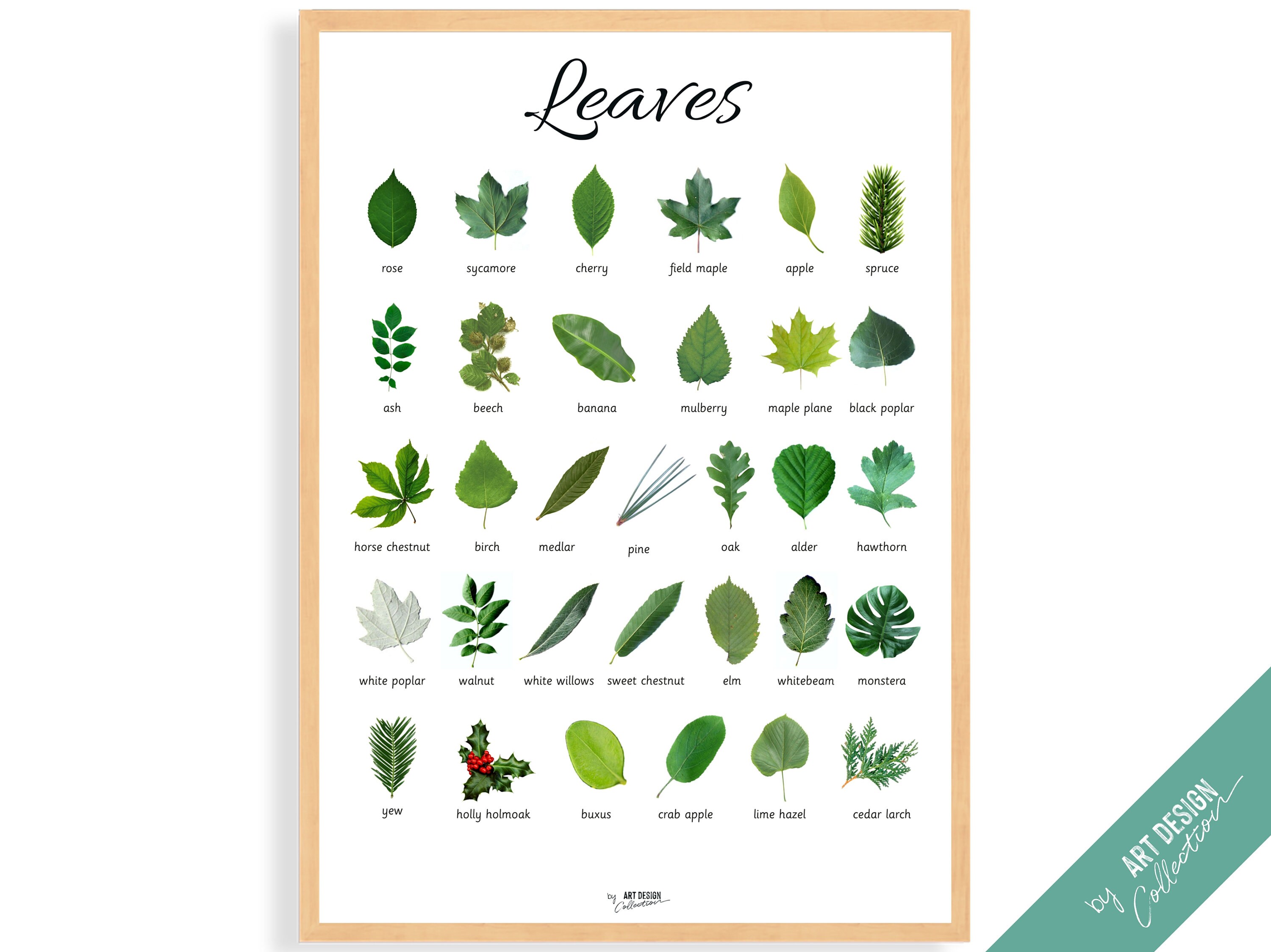 PLANT LEAVES POSTER Montessori Poster Montessori | Etsy