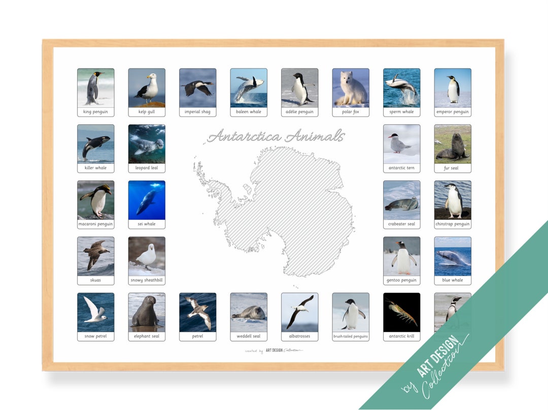 ANTARCTICA ANIMALS Poster • Montessori Poster • Montessori Educational ...
