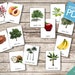 TREES AND FRUITS 48 Montessori Cards Flash Cards Nomenclature ...