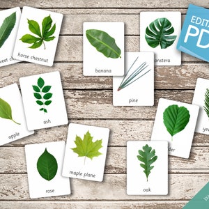 PLANT LEAVES (real Pictures) • 32 Editable Montessori Cards • Flash ...