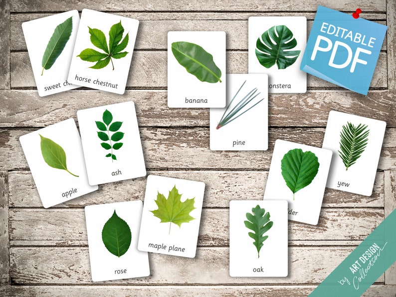 PLANT LEAVES (real Pictures) • 32 Editable Montessori Cards • Flash ...