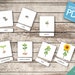 LIFE CYCLE of a SUNFLOWER 8 Editable Montessori Cards Flash Cards ...