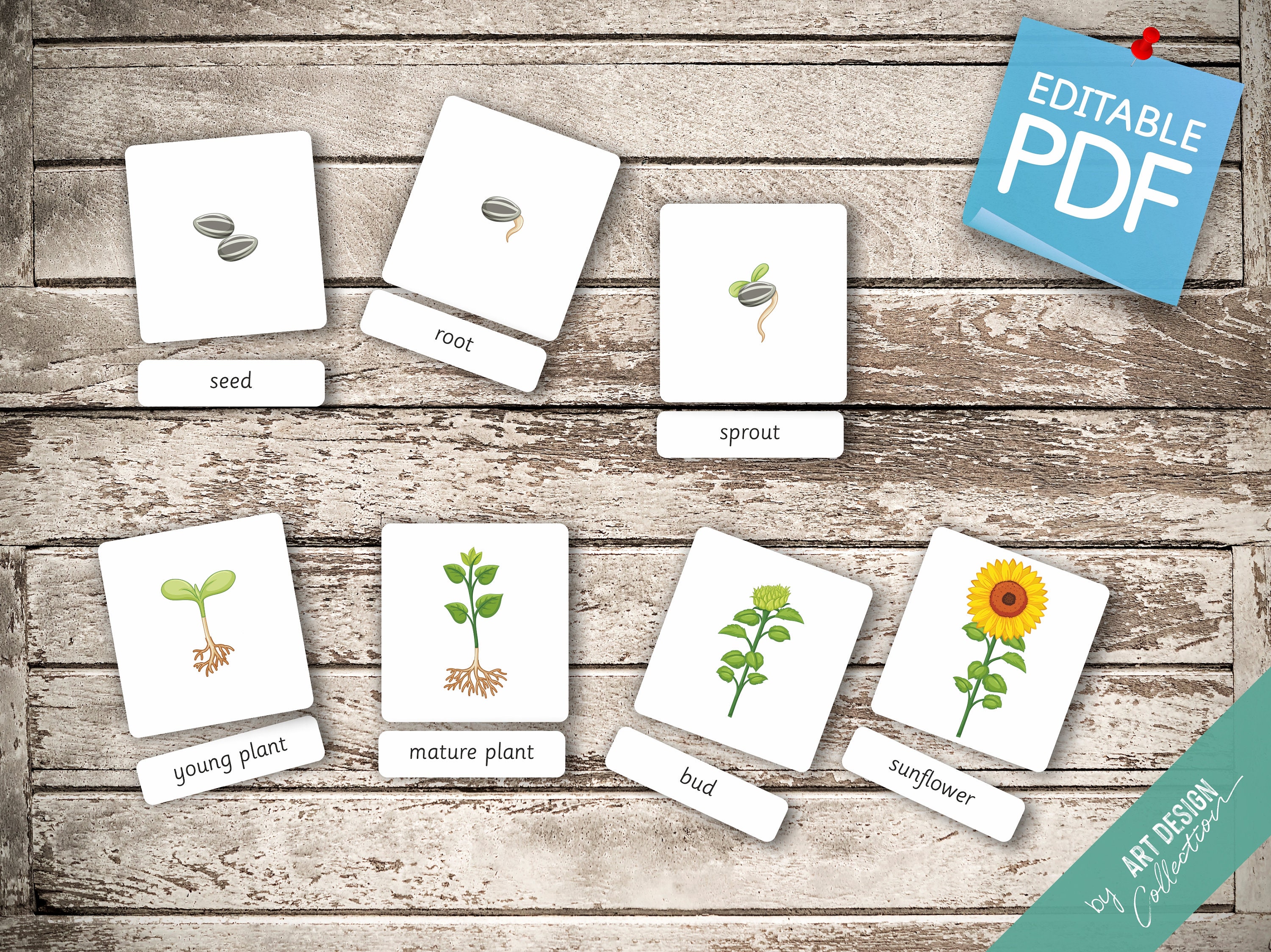 LIFE CYCLE of a SUNFLOWER• 8 Editable Montessori Cards • Flash Cards ...