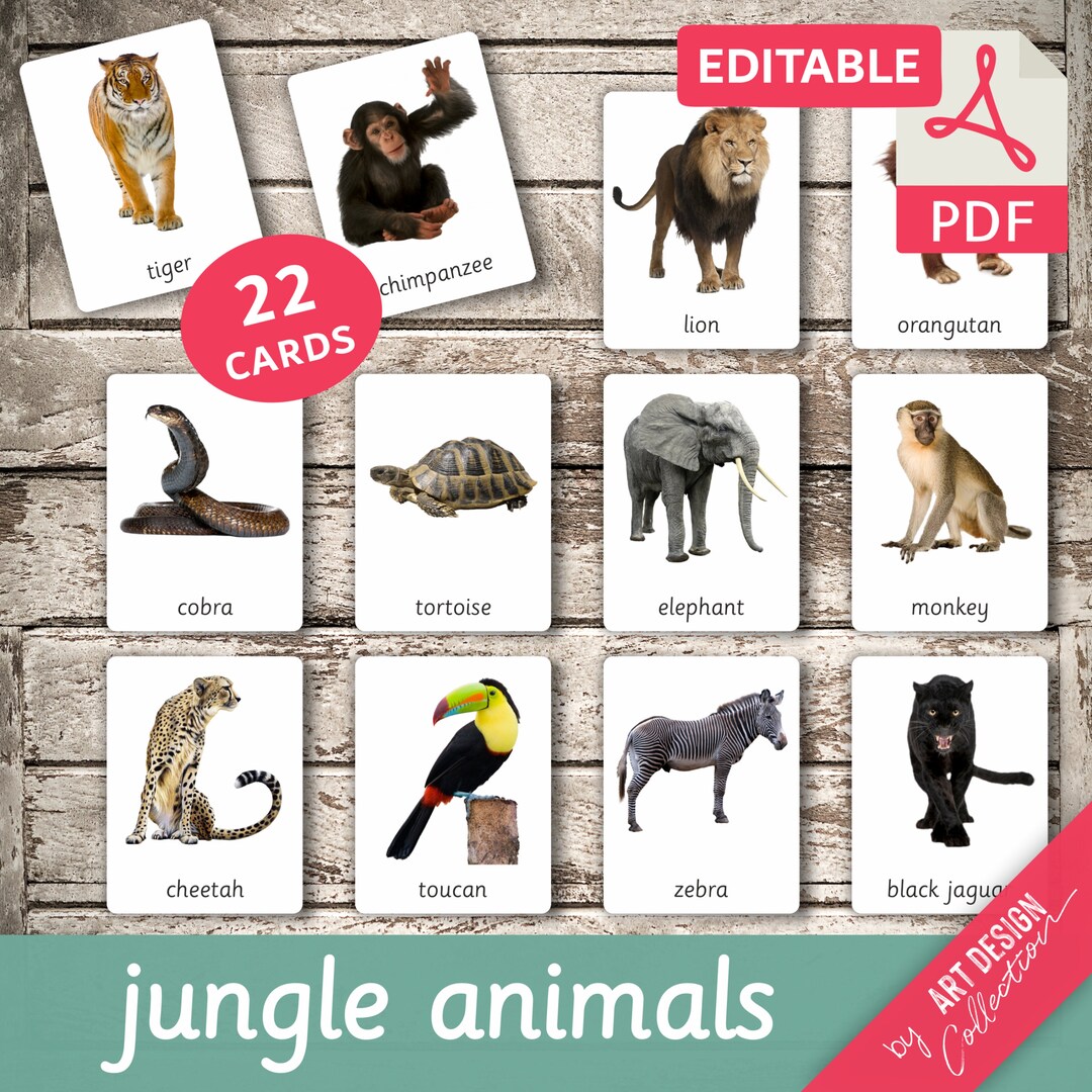 JUNGLE ANIMALS 22 Editable Montessori Cards Flash Cards Nomenclature ...