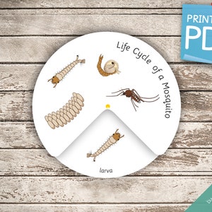 LIFE CYCLE of a MOSQUITO Wheel • Montessori Busy Book Activity ...