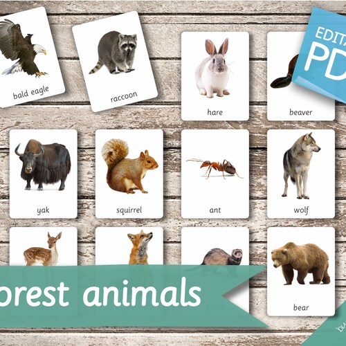 INSECTS 22 Editable Montessori Cards Flash Cards - Etsy