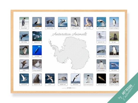 ANTARCTICA ANIMALS Poster Montessori Poster Montessori | Etsy