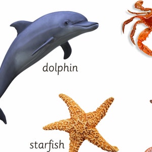 OCEAN ANIMALS POSTER • Montessori Poster • Montessori Educational ...