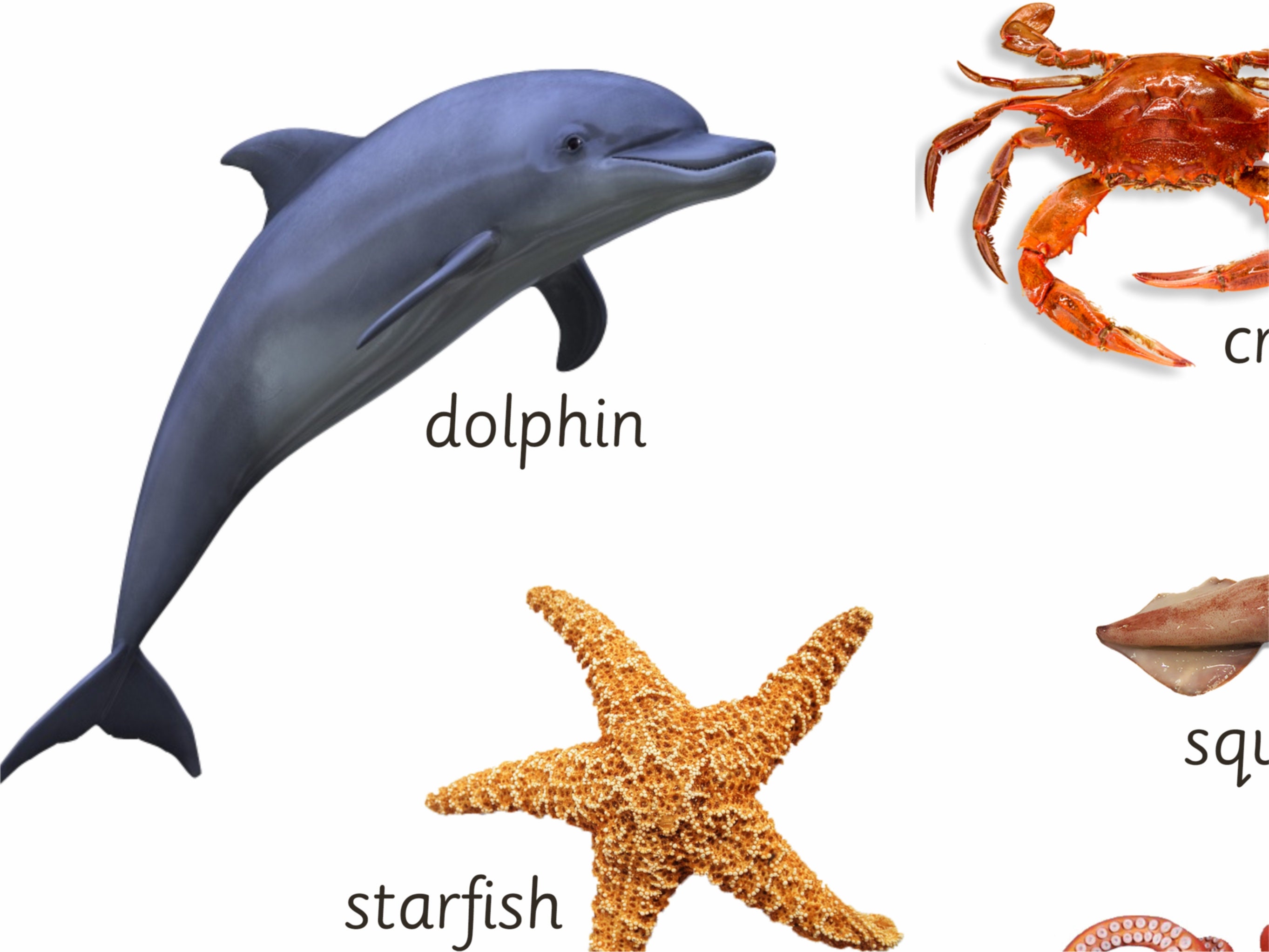 OCEAN ANIMALS POSTER Montessori Poster Montessori Educational ...