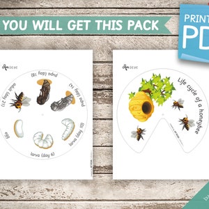 LIFE CYCLE of a HONEYBEE Wheel • Montessori Busy Book Activity ...