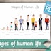 STAGES of HUMAN LIFE 22 Montessori Cards Flash Cards - Etsy