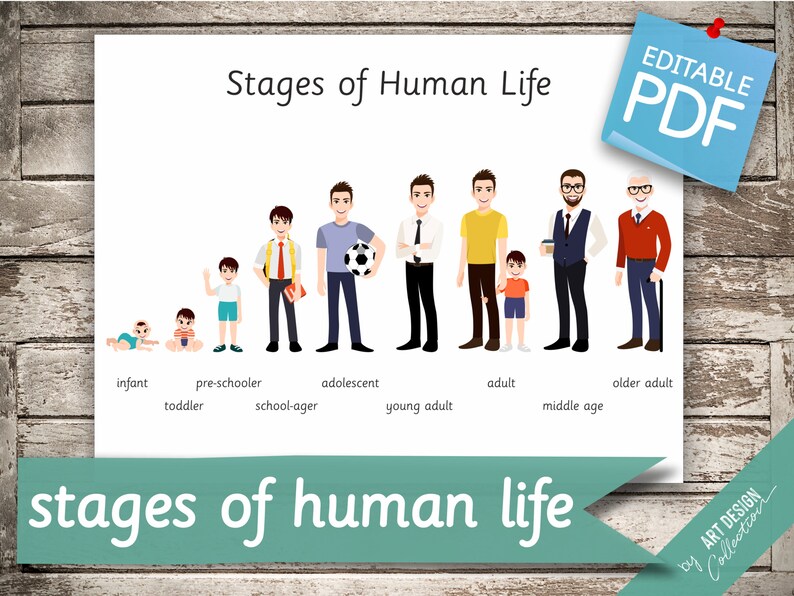 STAGES of HUMAN LIFE • 22 Montessori Cards • Flash Cards Nomenclature ...