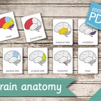 Anatomy HUMAN BRAIN - Full Color Anatomically Correct 2D Dissection ...