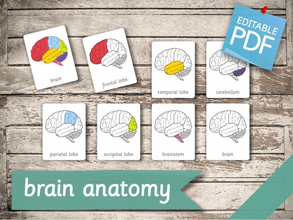 HUMAN BRAIN brain Parts Brain Functions 32 Editable - Etsy