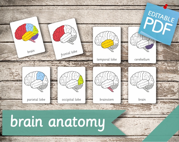 Brain Anatomy Flashcards PDF - Etsy
