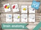 HUMAN BRAIN brain Parts Brain Functions 32 Editable - Etsy Canada