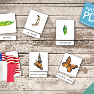 LIFE CYCLE of a BUTTERFLY French Edition • 7 French and 7 English ...