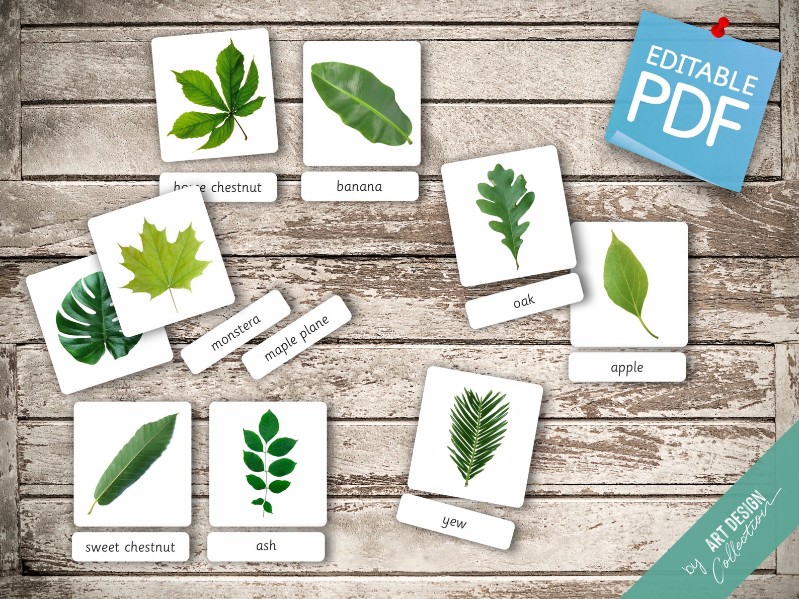 PLANT LEAVES real Pictures 32 Editable Montessori Cards - Etsy