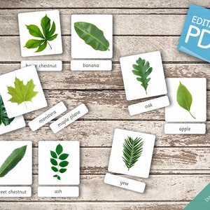 PLANT LEAVES (real Pictures) • 32 Editable Montessori Cards • Flash ...