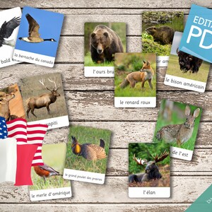 NORTH AMERICA ANIMALS French Edition • 28 French and 28 English ...
