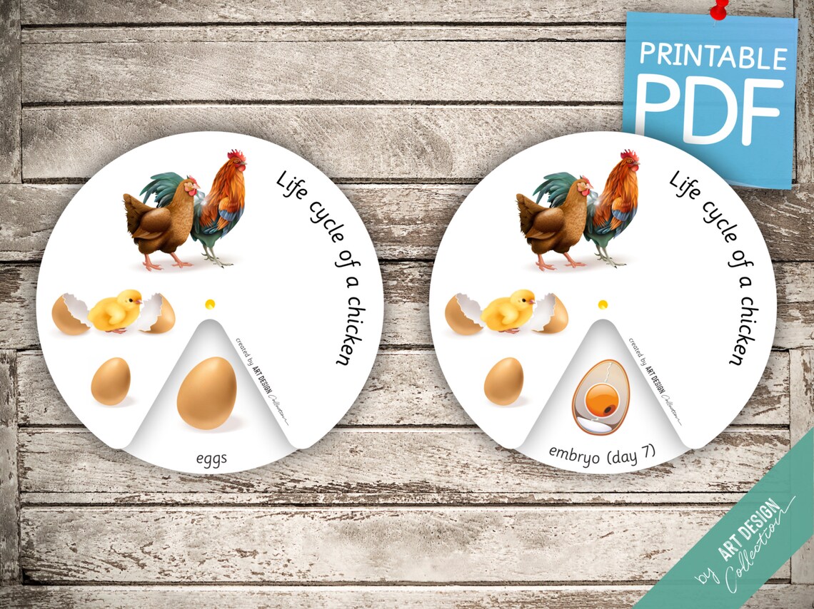 LIFE CYCLE of a CHICKEN Wheel Montessori Busy Book Activity - Etsy