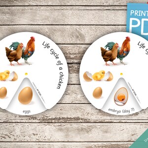 LIFE CYCLE of a CHICKEN Wheel • Montessori Busy Book Activity ...