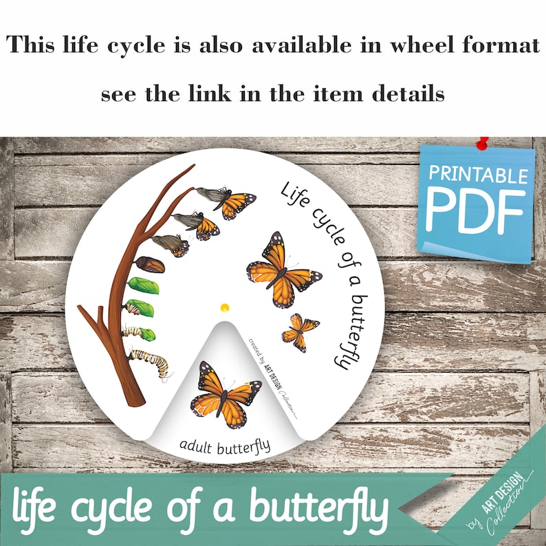 LIFE CYCLE of a BUTTERFLY 7 Montessori Cards Flash Cards - Etsy