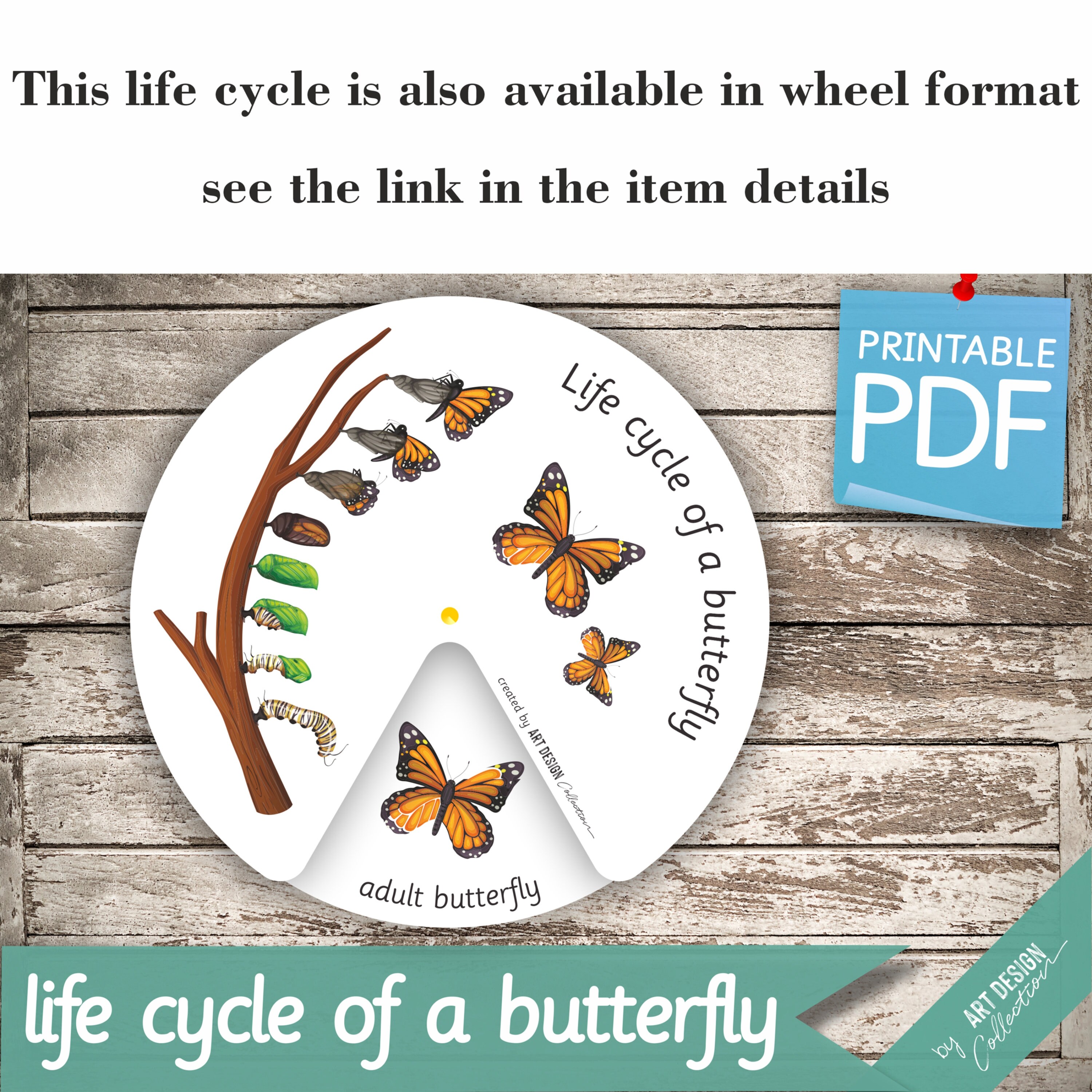 LIFE CYCLE of a BUTTERFLY • 7 Montessori Cards • Flash Cards ...