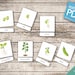 LIFE CYCLE of a BEAN • 8 Editable Montessori Cards • Flash Cards ...