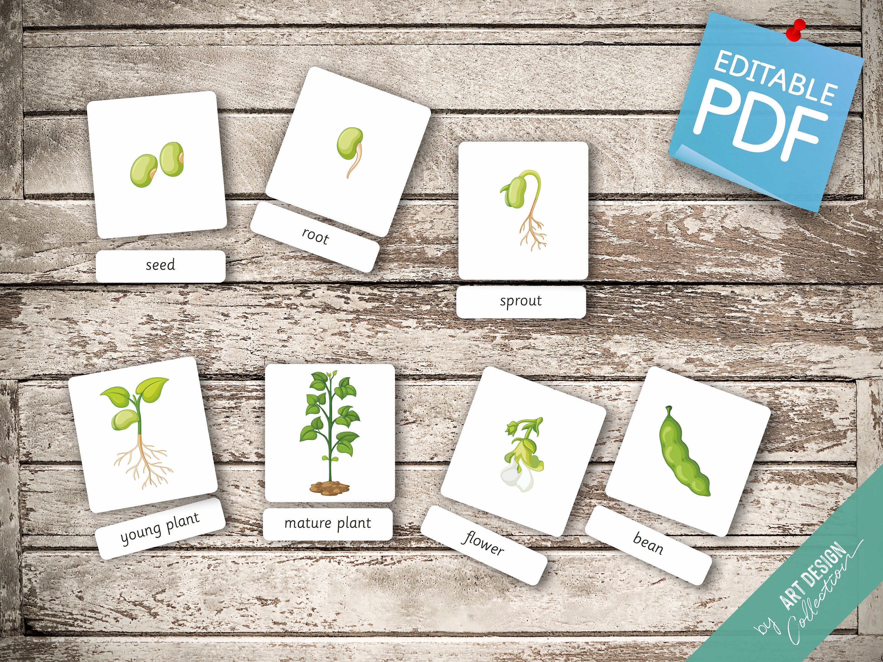 LIFE CYCLE of a BEAN • 8 Editable Montessori Cards • Flash Cards ...